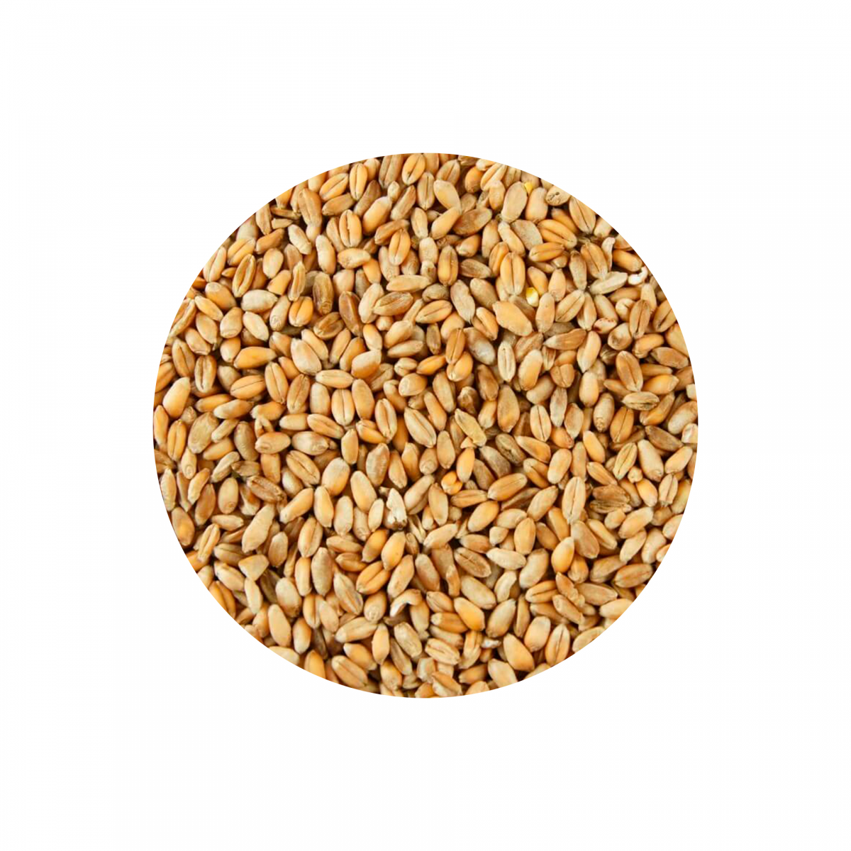 TRIGO - 5KG - 2656 - Nutrima